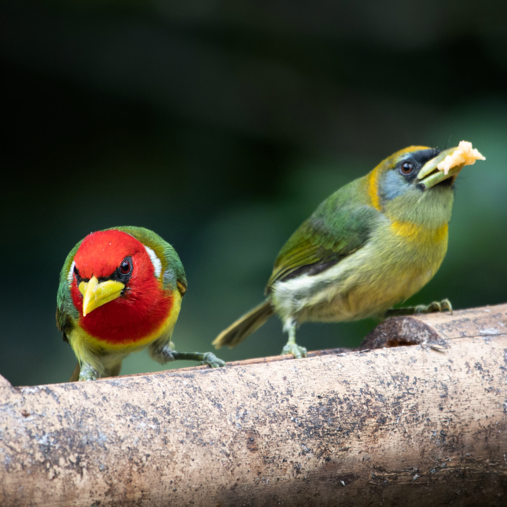 The Birds of Mindo – T A B U L A R A S A photography