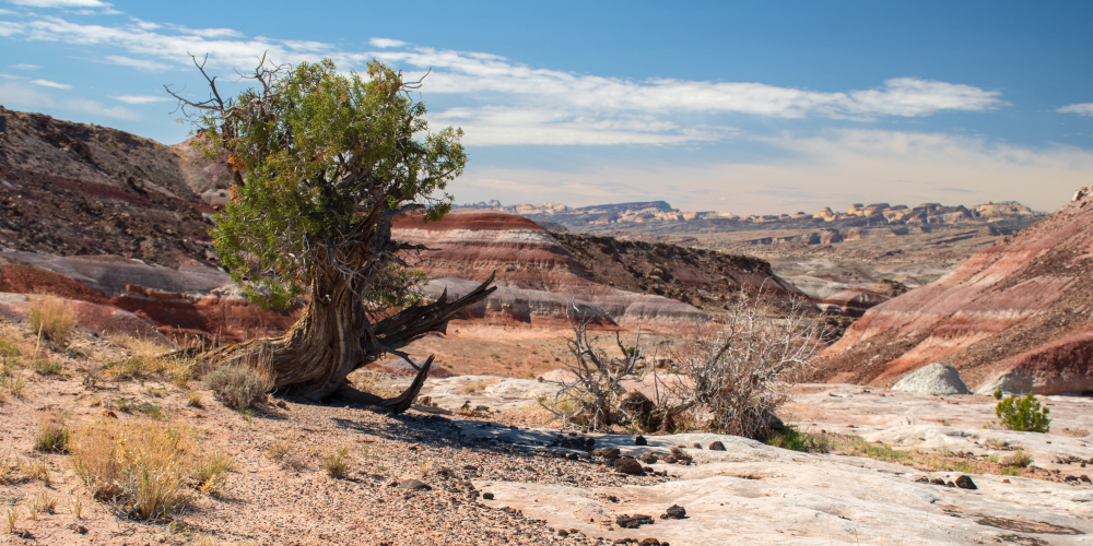Exploring the Unique Bentonite Hills of Utah – T A B U L A R A S A ...